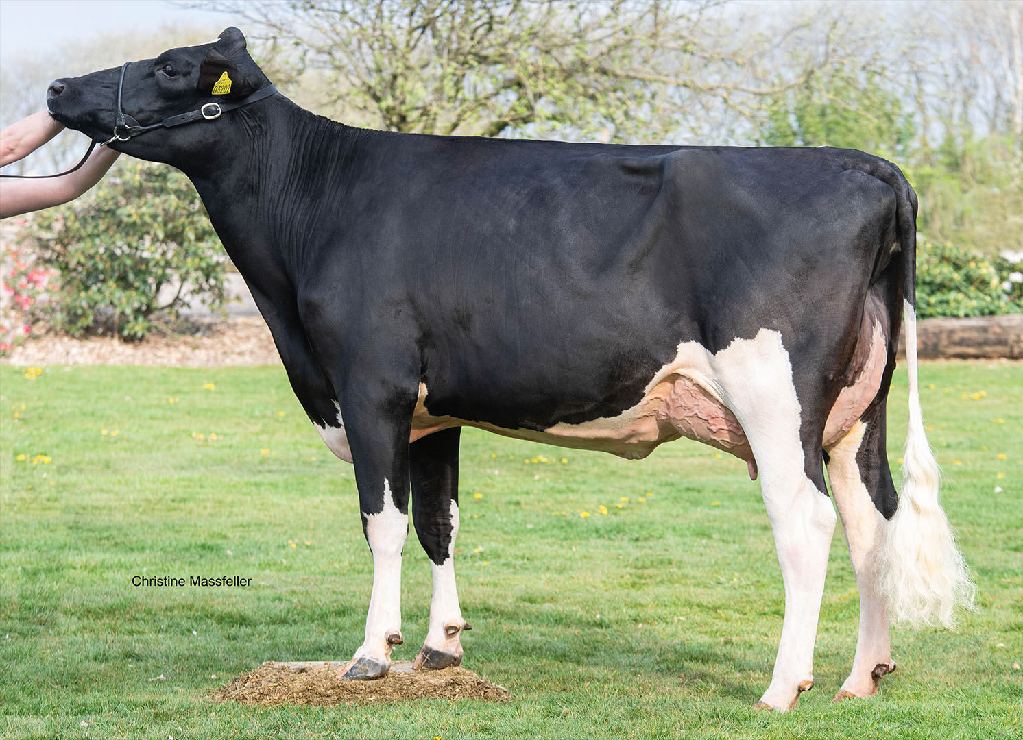 Tirsvad Genetics - Holstein & Wagyu - Breeding since 1994