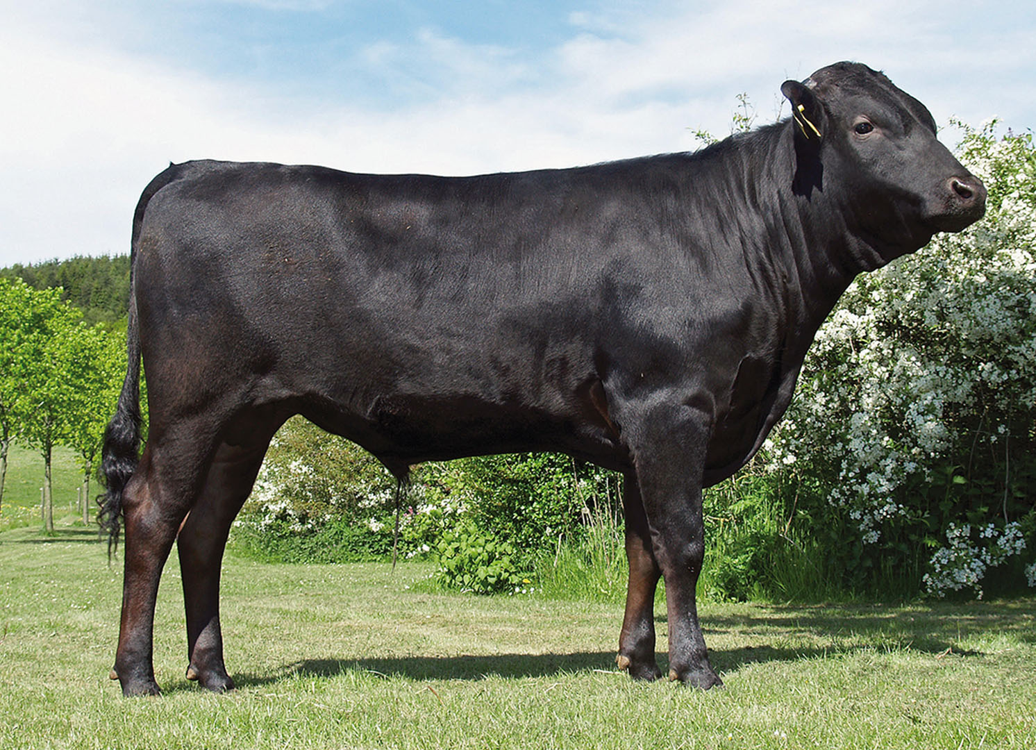 Tirsvad Genetics - Holstein & Wagyu - Breeding since 1994